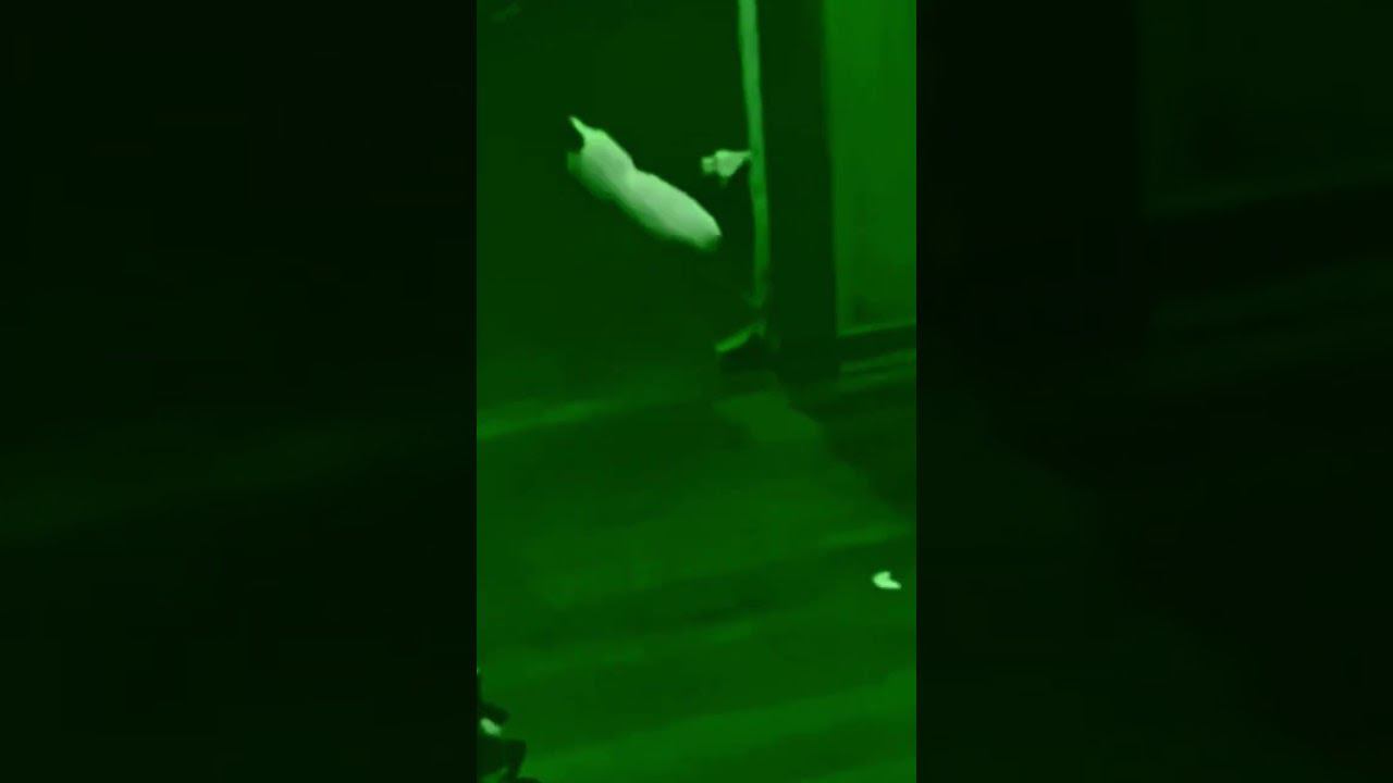 Странности #всегопонемногу #котики #кошка #кошки #приколы