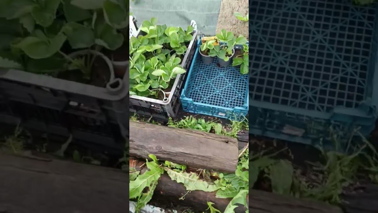 Когда лучше обрезать саженцы от маточного куста #клубникавсибири