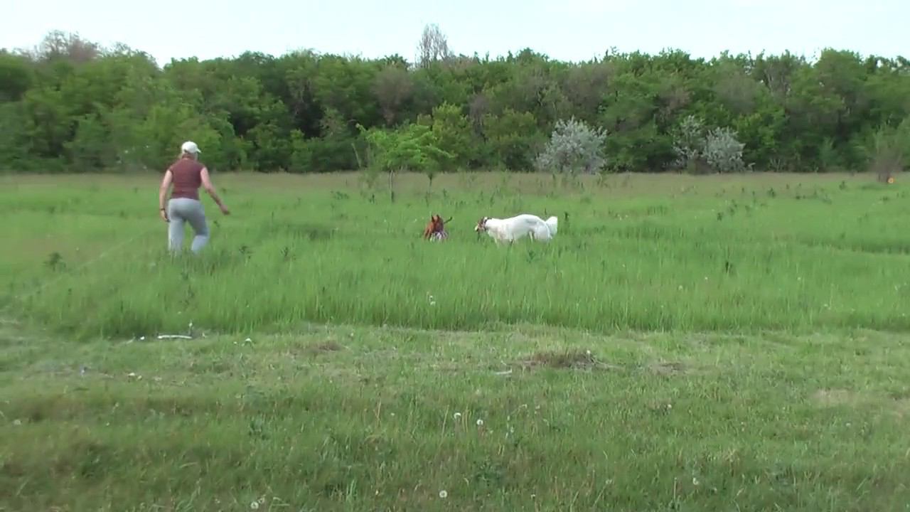 Курсинг в Челябинске 12.06.2013. Фараон Красс и русская борзая Баллада
