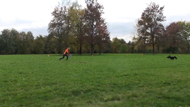 Чемпионат России. Фризби-Фристайл. Оксана и миттельшнауцер Леон..mp4