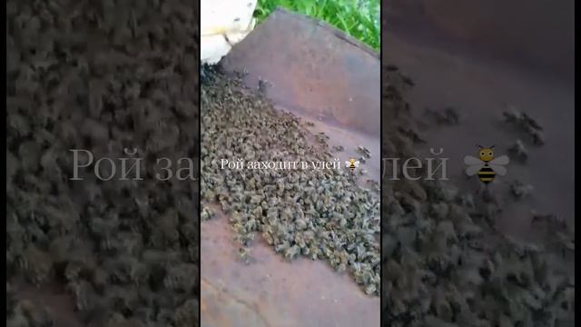 Пойманный рой заходит в улей