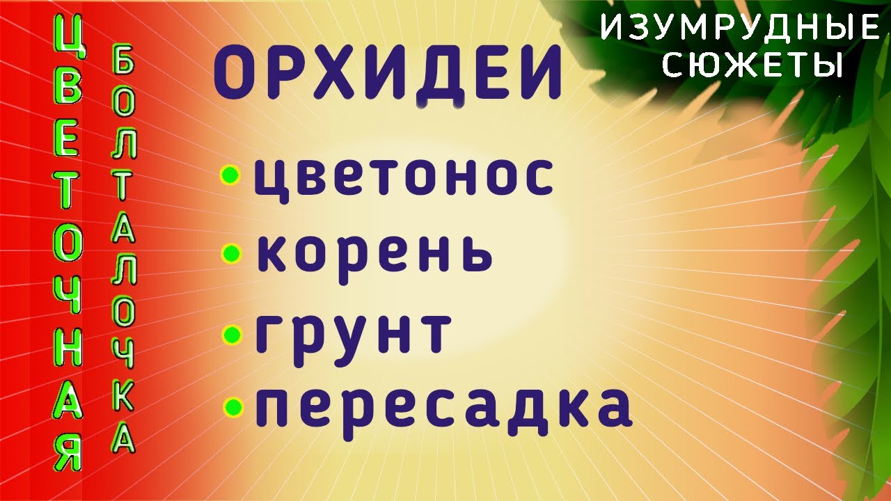 Орхидея. Пересадка Орхидеи В Домашних Условиях. Грунт Для Пересадки.