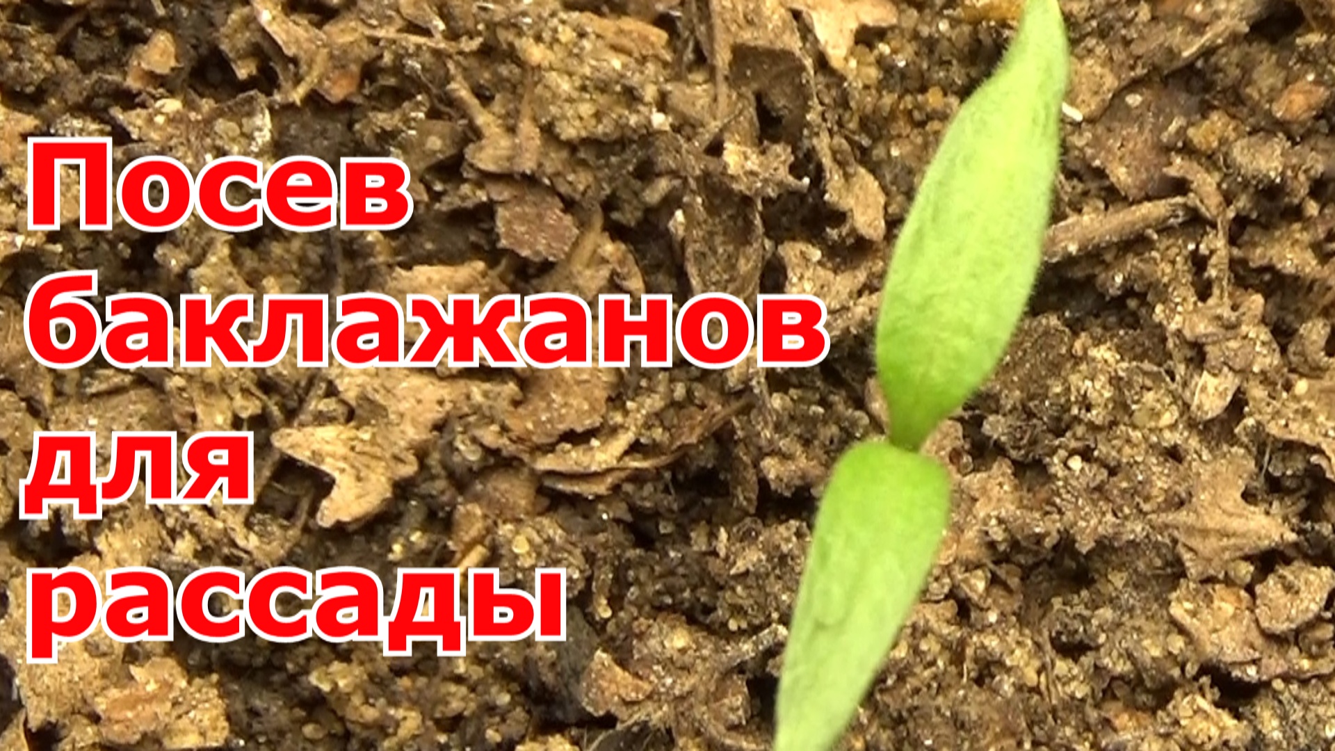 Посев баклажанов на рассаду пророщенными семенами: способы, сроки, уход.