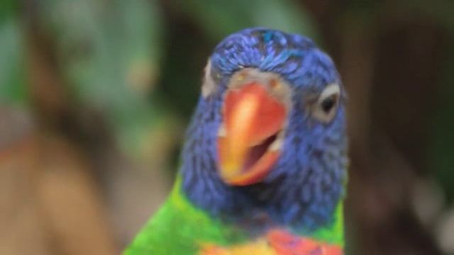 Без методички/разговоры с коллекторами