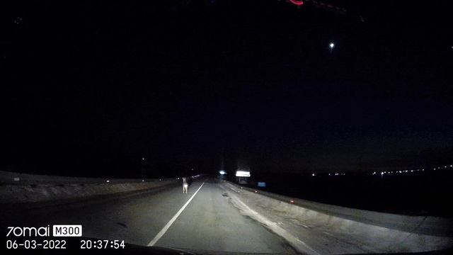 Оленёнок. 6 марта 2022 года. Самарская область.