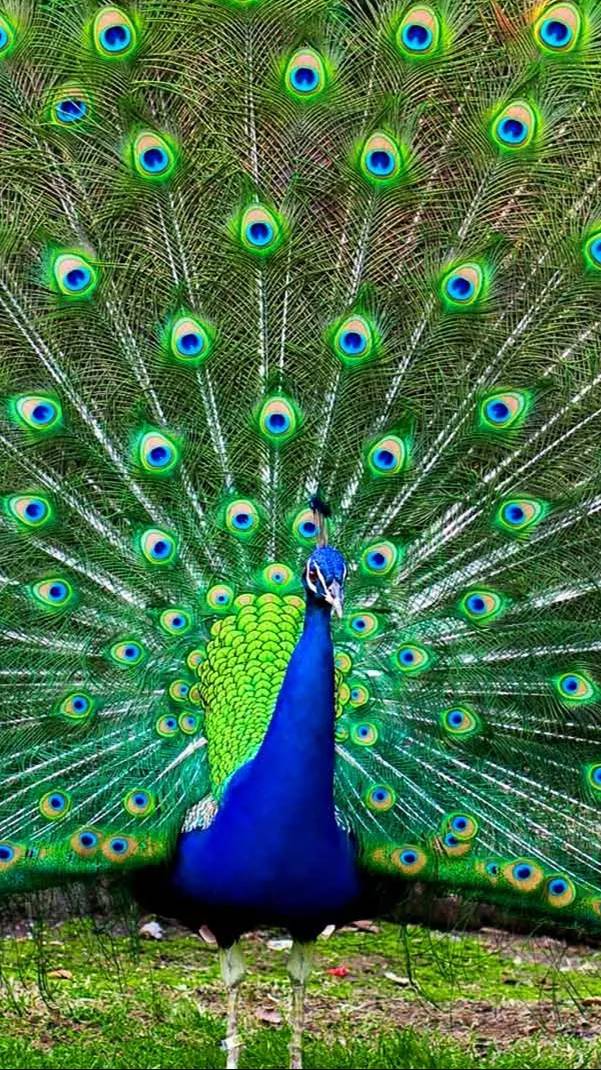 🔴Павлин пытается распустить хвост🔴