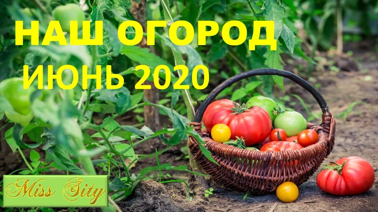 ?НАШ ОГОРОД ?ИЮНЬ 2020?