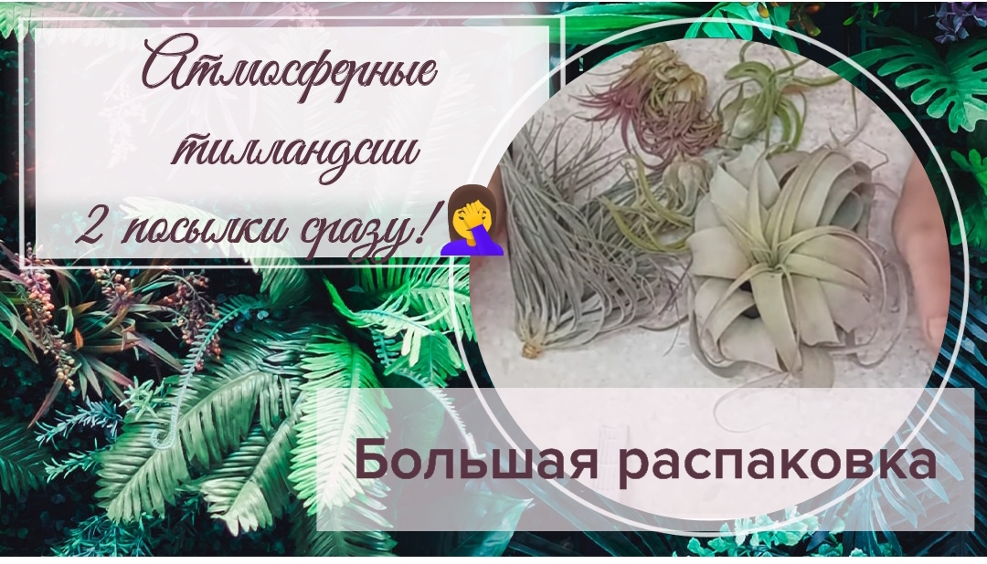 Распаковка. 2 посылки с атмосферными тилландсиями.
