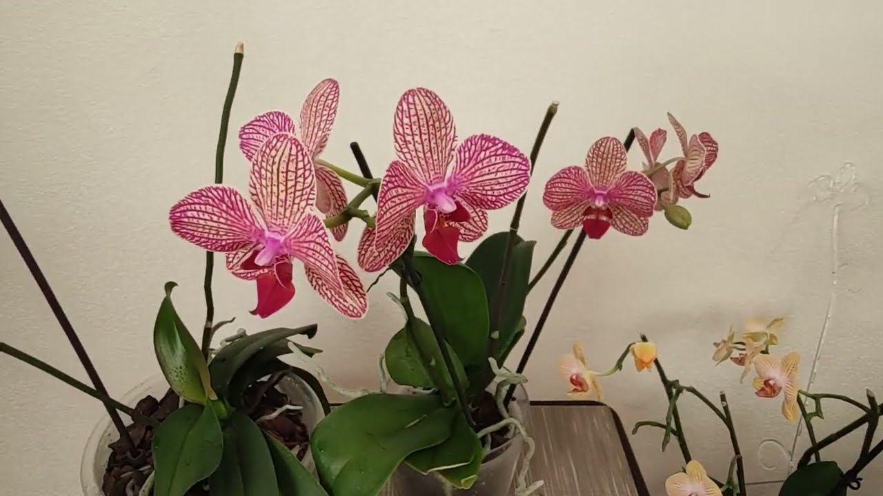 Нужно ли обрезать цветоносы у орхидей?