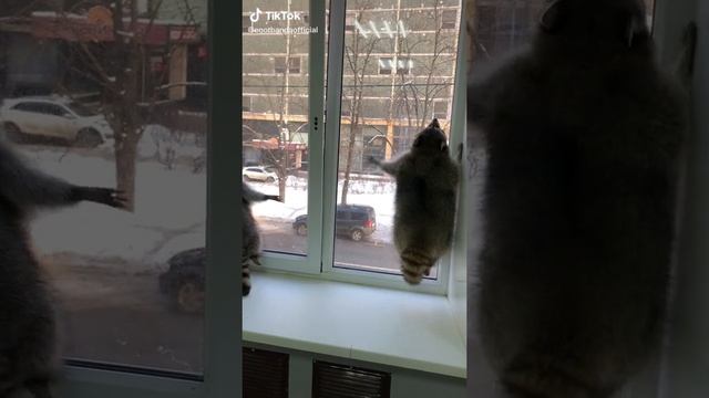 Со стороны улицы ещё угарнее смотреть.Животные..тик ток.Всё.1.