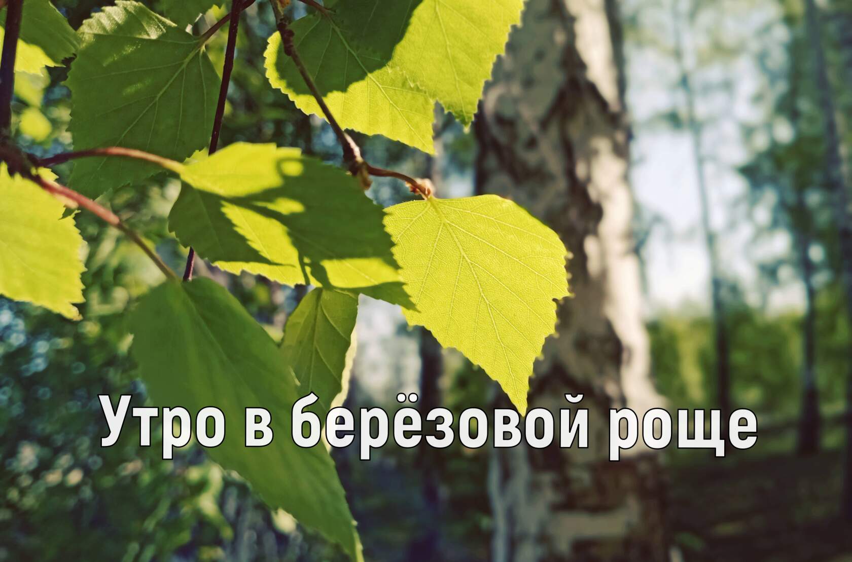 Утро в березовой роще - Иван Картышев под гитару