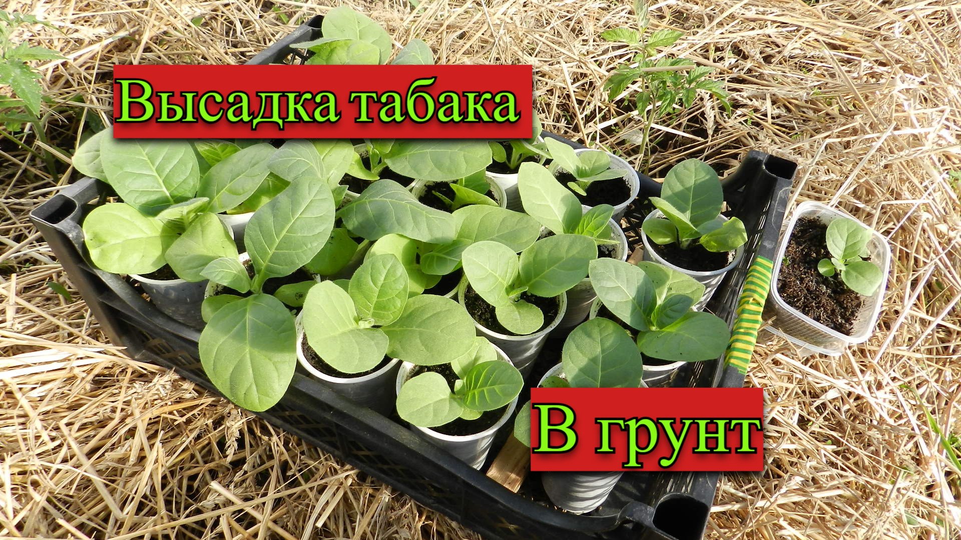 Высадка табака в грунт сезон 2021 часть 6