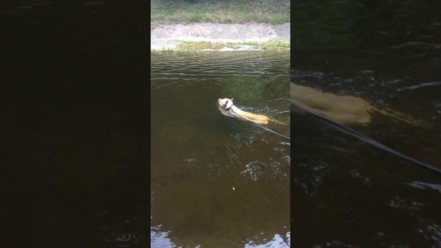 Собака из приюта плавает за уточками