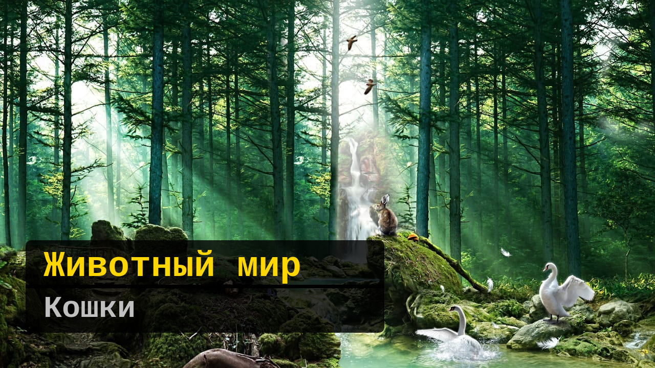 Животный мир. Кошки