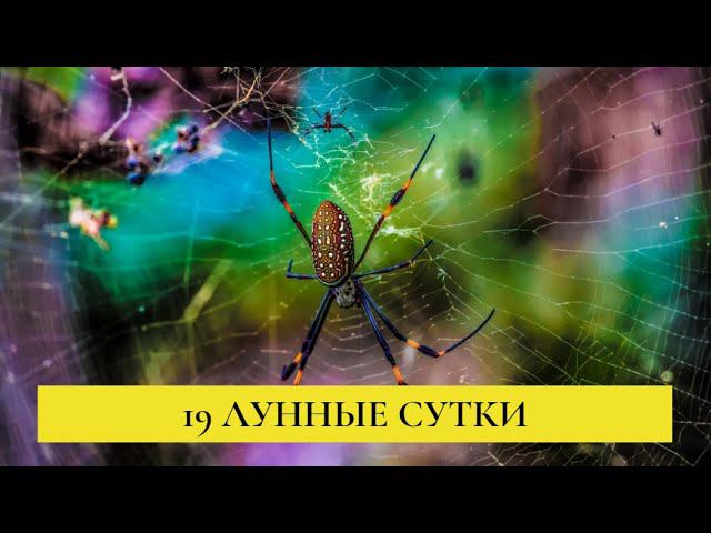 19 ЛУННЫЕ СУТКИ