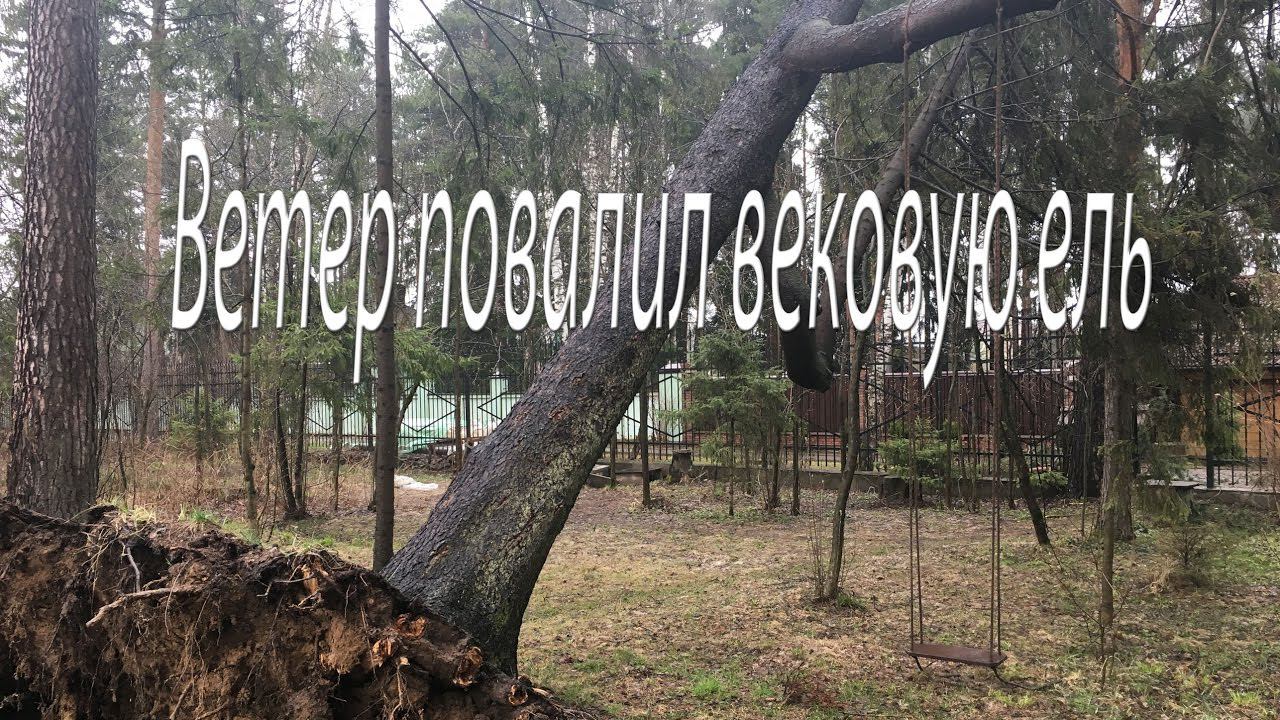 Ветер повалил вековую ель. Работа дровосеков.