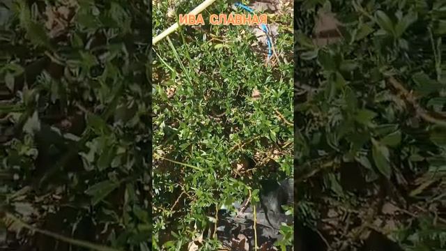 Некоторые сорта ивочки питомника «Ива Славная» (в разных вариантах) (03.06.2024)