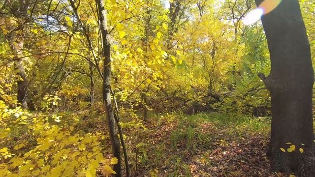 Золотая осень -3часть в 4к 60fps. Краски осени. Осенняя листва. Релакс-видео.