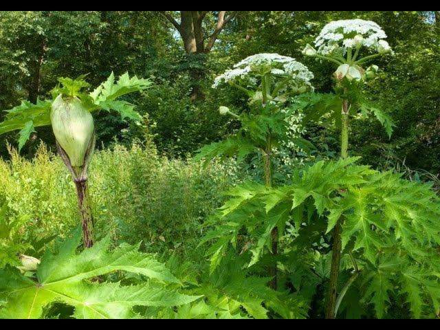 Осторожно! Борщевик Сосновского