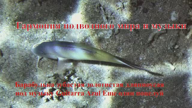 50. Барабулька зубастая золотистая длинноусая Guitarra Azul Еще один поцелуй