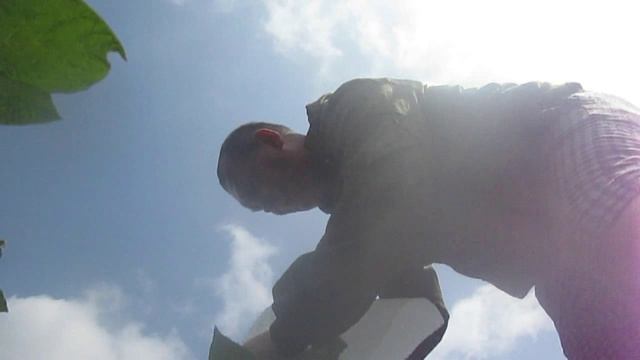 укрываем семена табака