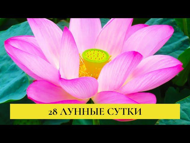 28 ЛУННЫЕ СУТКИ
