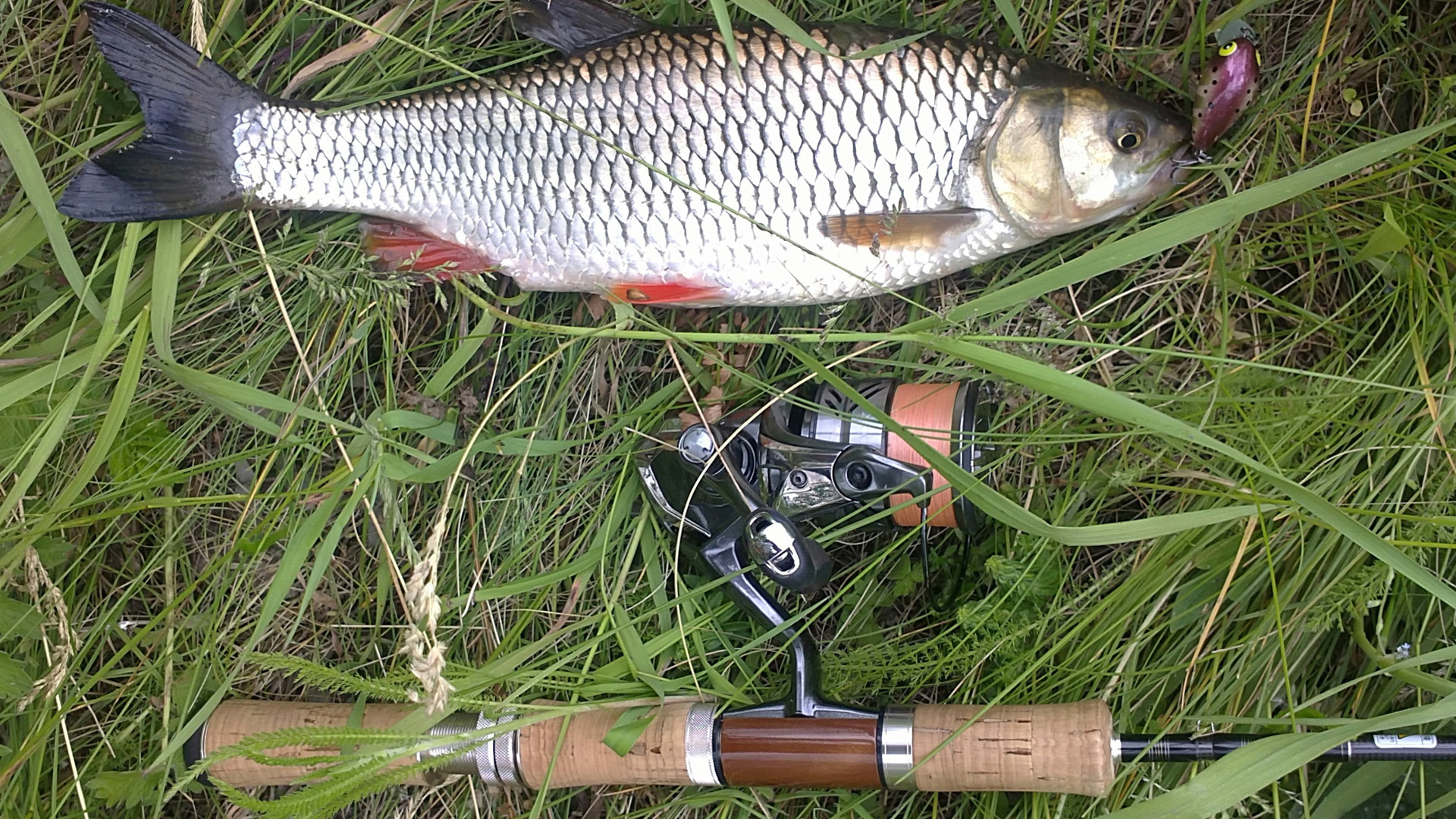 SMITH IBXX-60MT INTERBORON XX. Обзор спиннинга после рыбалки по голавлю.