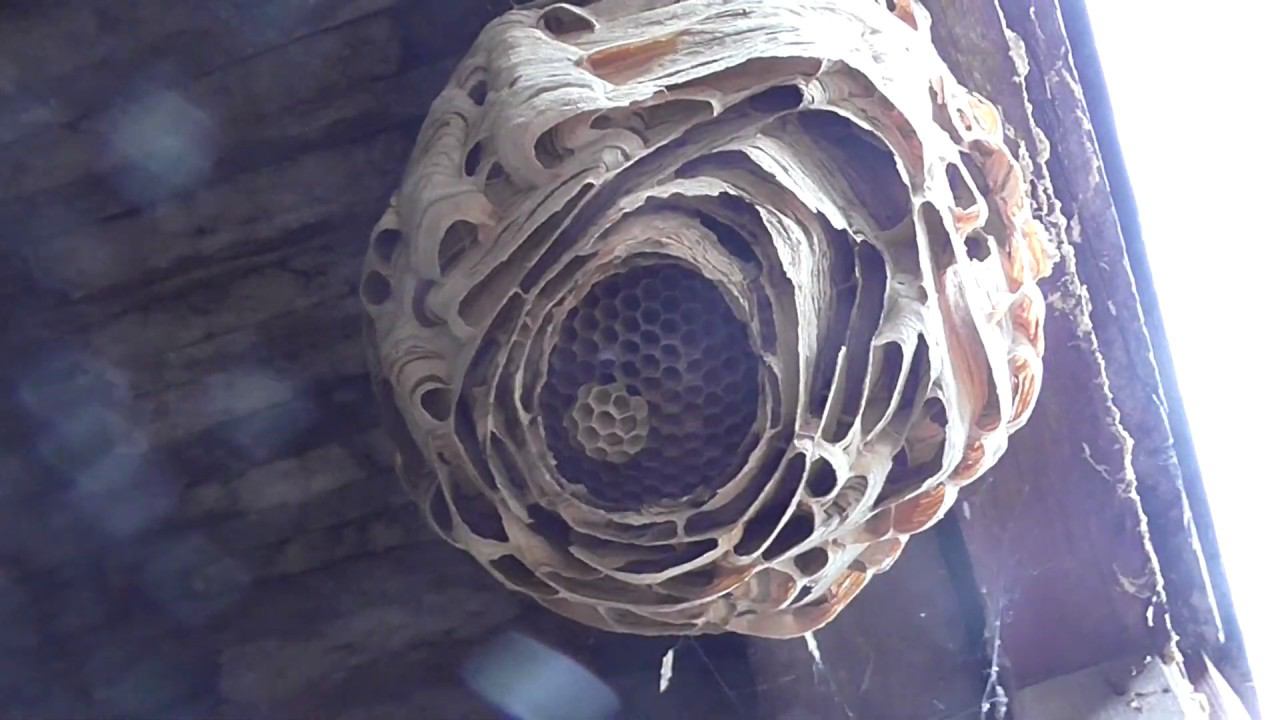 "Наша экосистема. Шершни - завершающий этап."