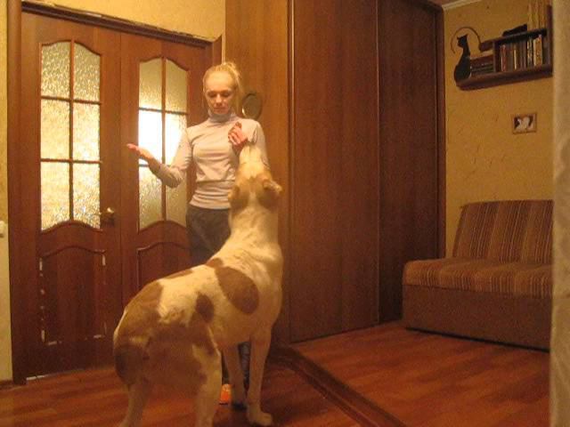 АЛАБАЙ «сидеть» «лежать»