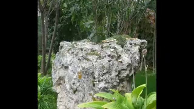 Ландшафтный дизайн от Ильи Васецкого. Живые камни в саду! №2.mp4