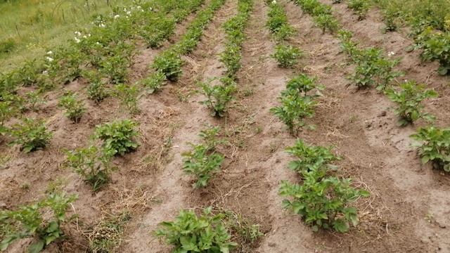 Картошка 9-го июля 2022