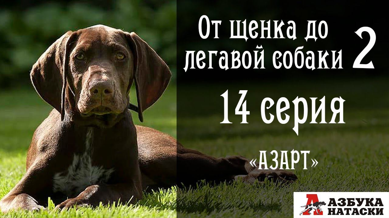 Азарт собаки мешает натаске. 14 серия "От щенка до легавой собаки".