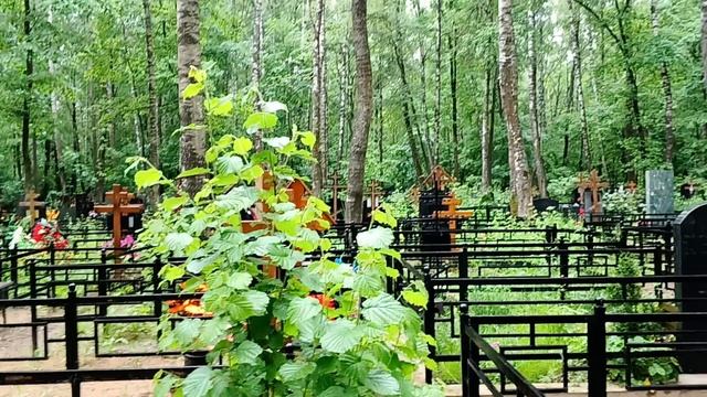 VID_20220617_190714.mp4