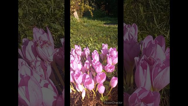 Безвременник осенний.