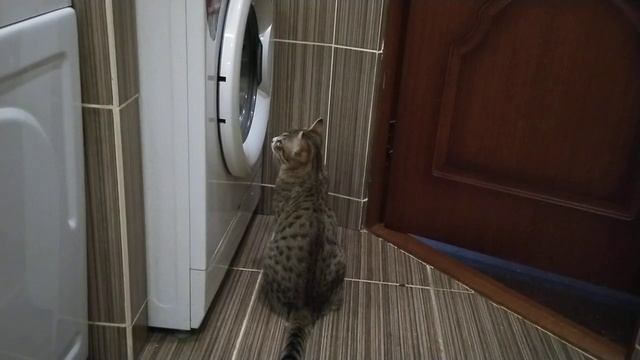 Котёнок Масиус. Кот-балдакрут?