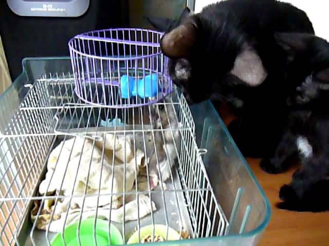 Китти, котенок и хомяк.MOV