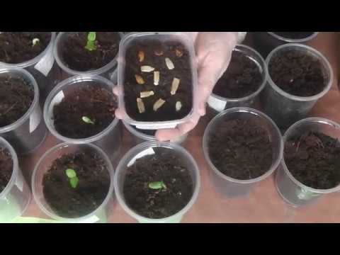 СУПЕР СПОСОБ ПРОРАЩИВАНИЯ СЕМЯН ТЫКВЕННЫХ КУЛЬТУР И ПОСЕВ НА РАССАДУ ДЛЯ ПОЛУЧЕНИЯ РАННЕГО УРОЖАЯ