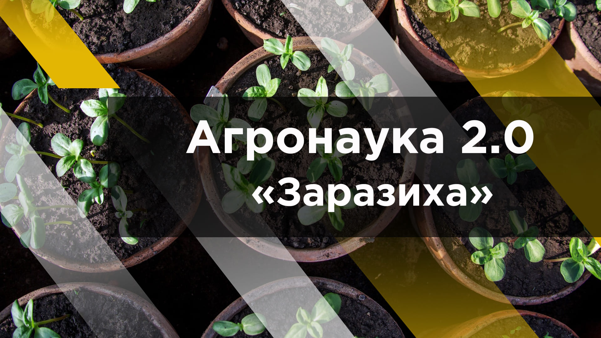 Агронаука 2.0. Заразиха.mp4