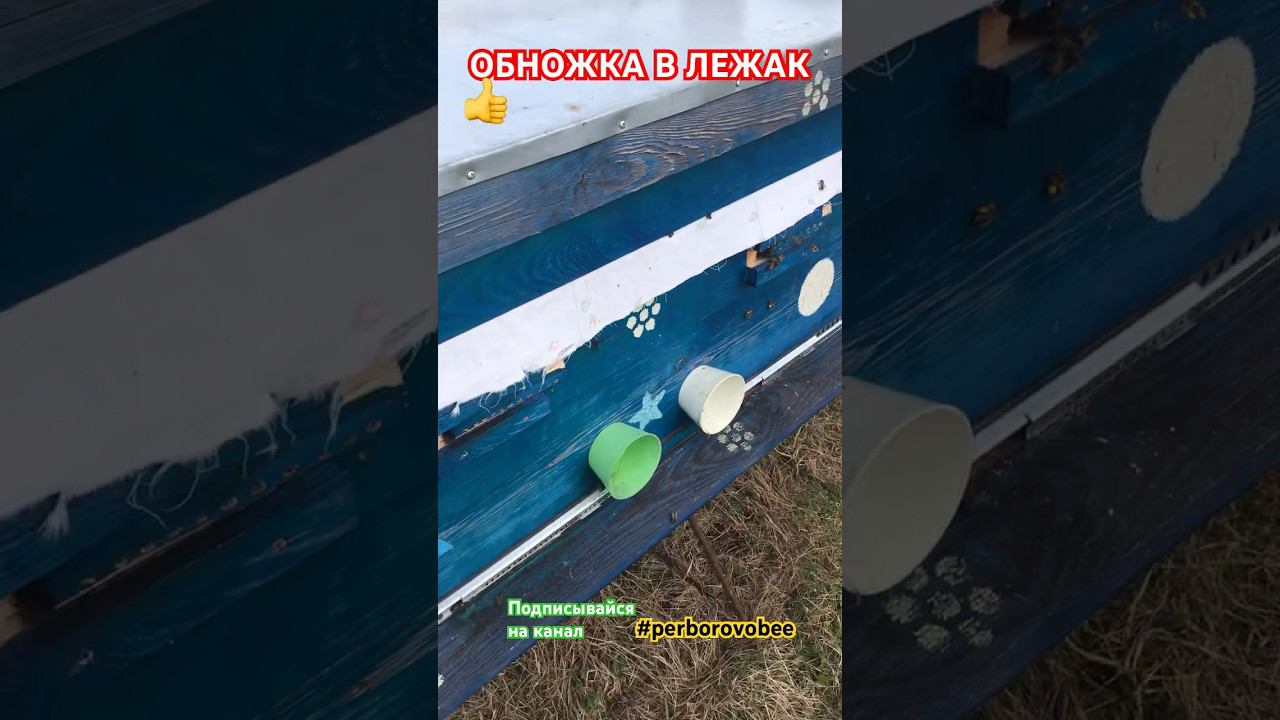 Обножка в лежак! ПЧЕЛОВОДСТВО! #pereborovobee #пчеловодство #пасека #матковод #воск #улей #лежак