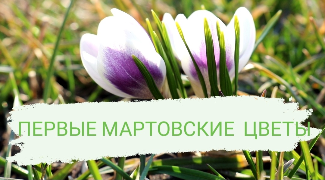 ПЕРВЫЕ МАРТОВСКИЕ ЦВЕТЫ. МАРТ 2022 ГОДА. ЧТО ЦВЕЛО В САДУ В МАРТЕ.