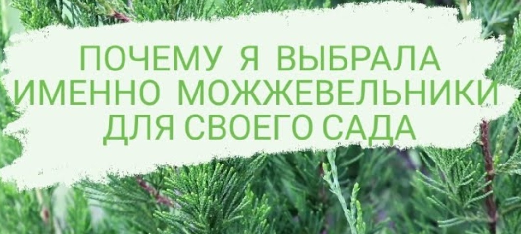 Почему я выбрала именно можжевельники для своего сада? За красоту, пользу и аромат.