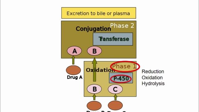 USMLE RX - 11.Фармакология - 3.Фармакокинетика и фармакодинамика - 2.Метаболизм лекарств