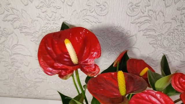 Цветы Вместе - Антуриум Микра Anthurium Micra  размер 9/30