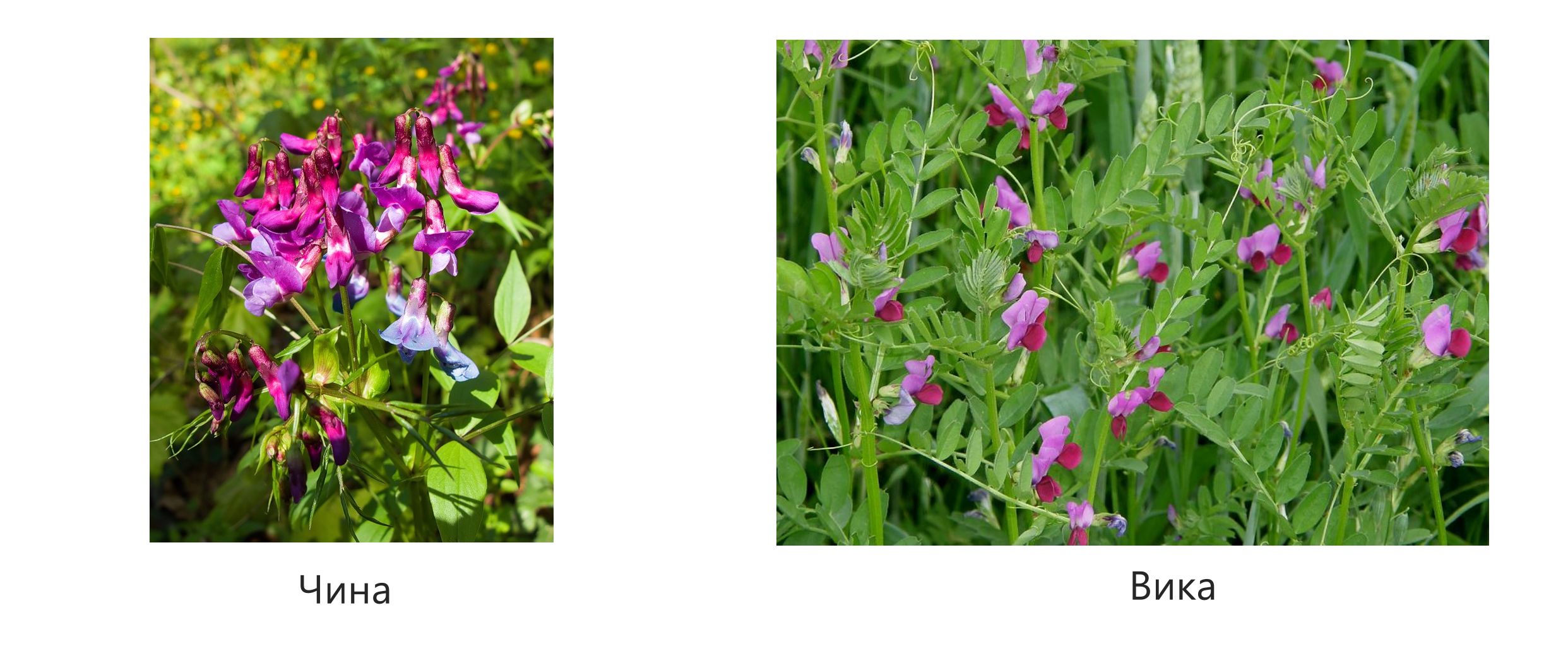 Как быстро озеленить пустырь при помощи сидератов. Несколько идей.