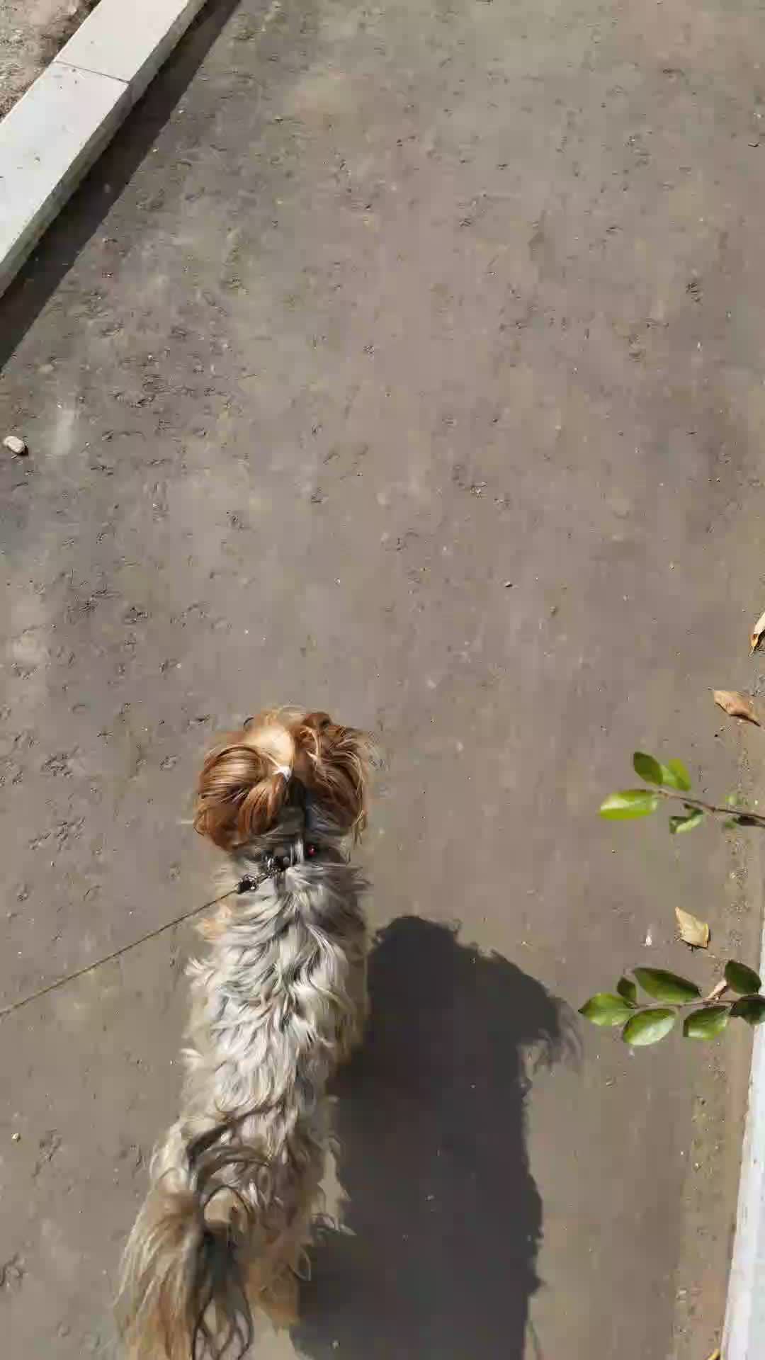 Прогулки с собаками, 28-авг-2024, 2