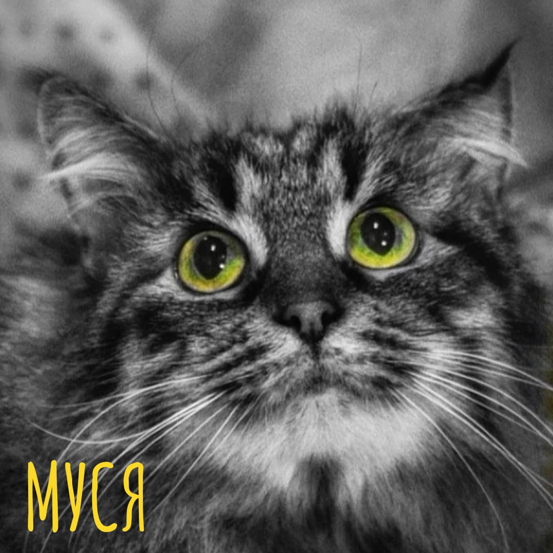 Дорога домой. МУСЕЧКА