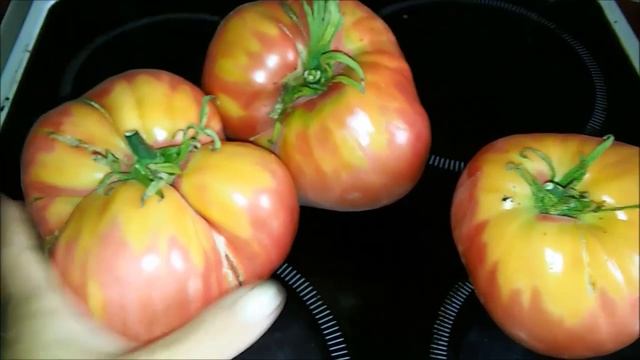 Самый большой томат который я вырастила