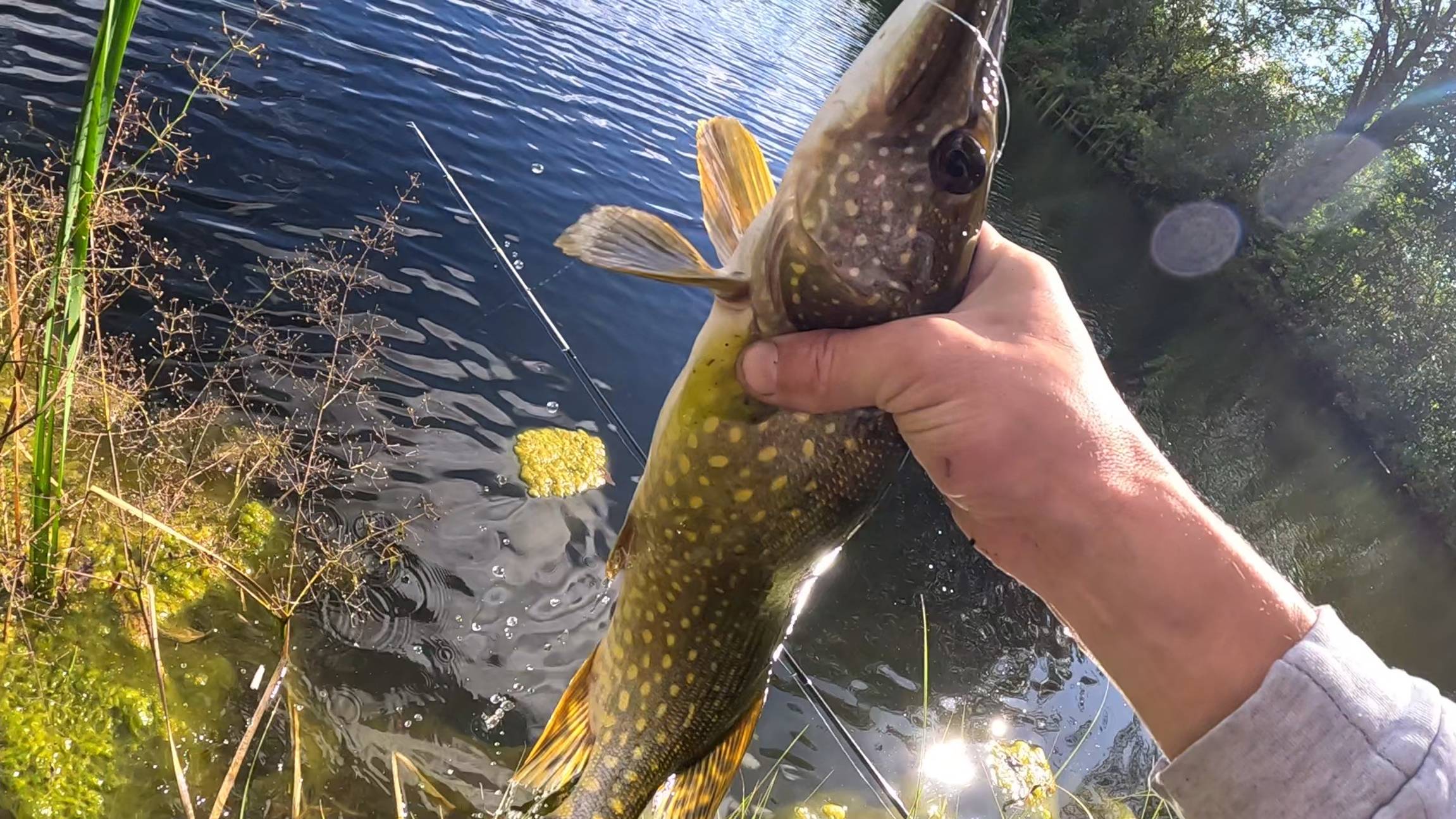 Щука на БОЛОТЕ