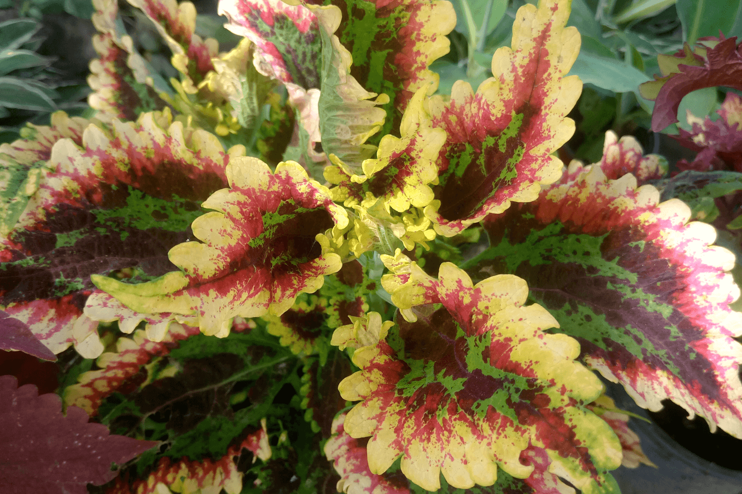 Колеус гибридный "Эль Брайто" (Coleus hybridus "El Brighto")