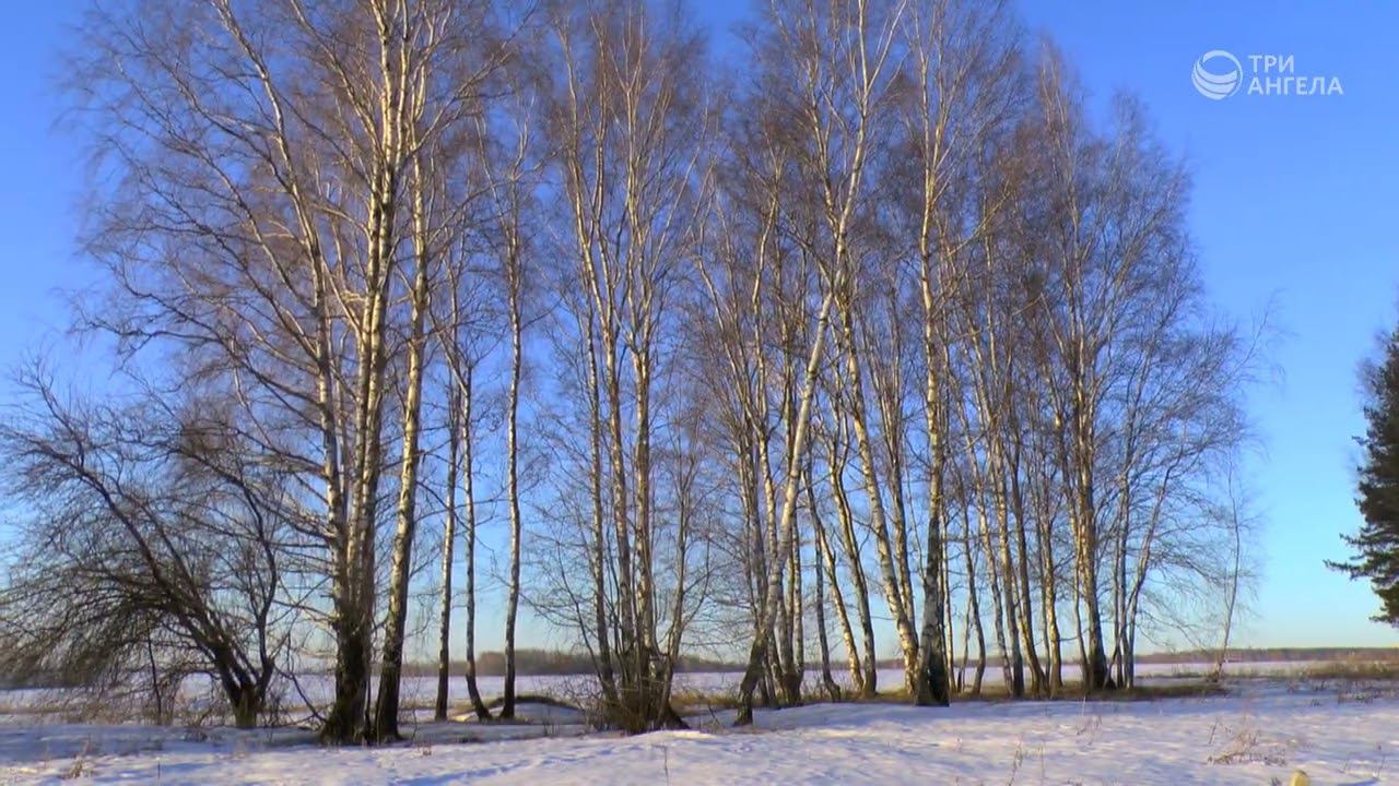 Весенний ролик | Библия и природа